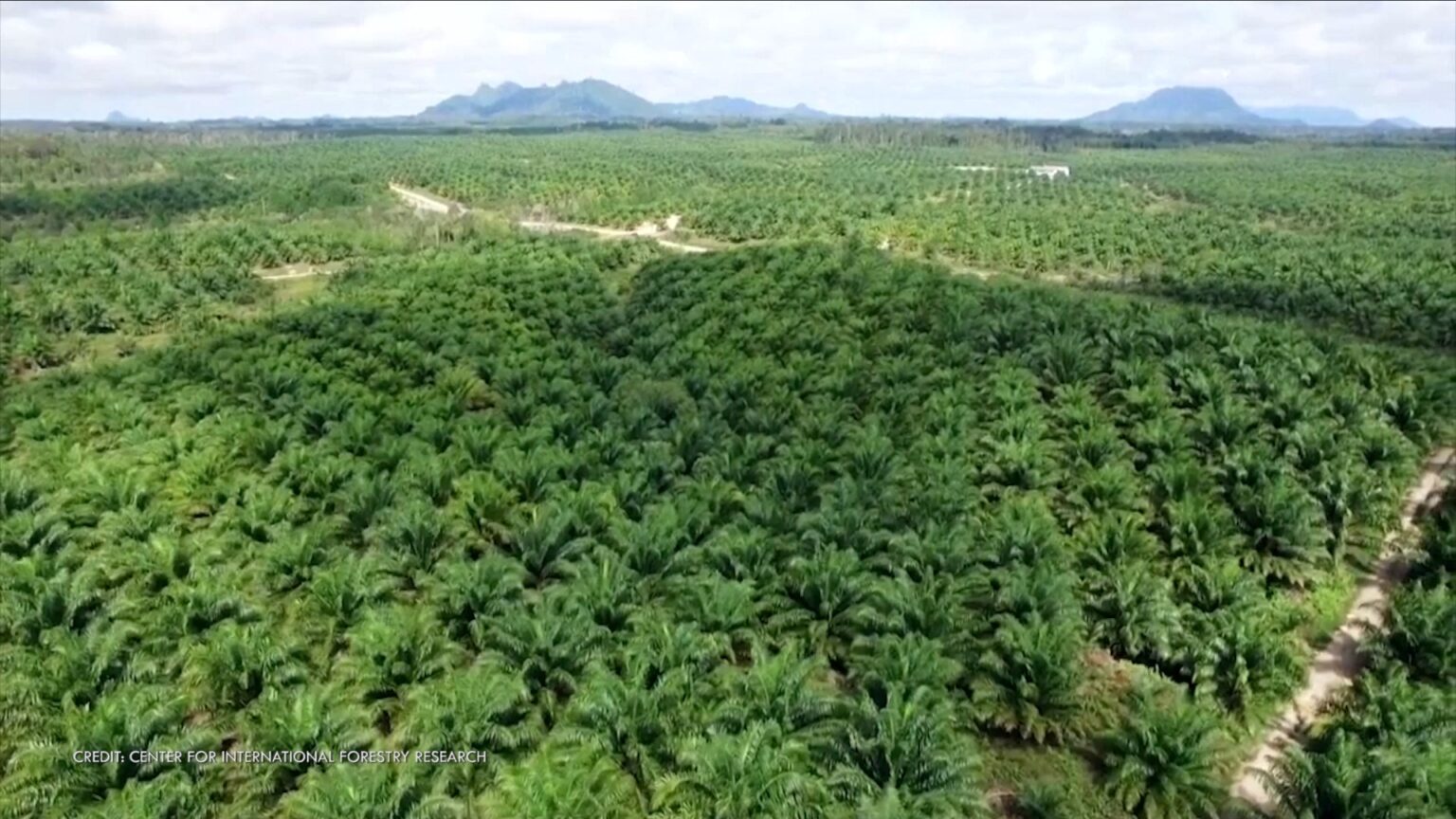 Tropical Rainforest (1) – Digital Agency