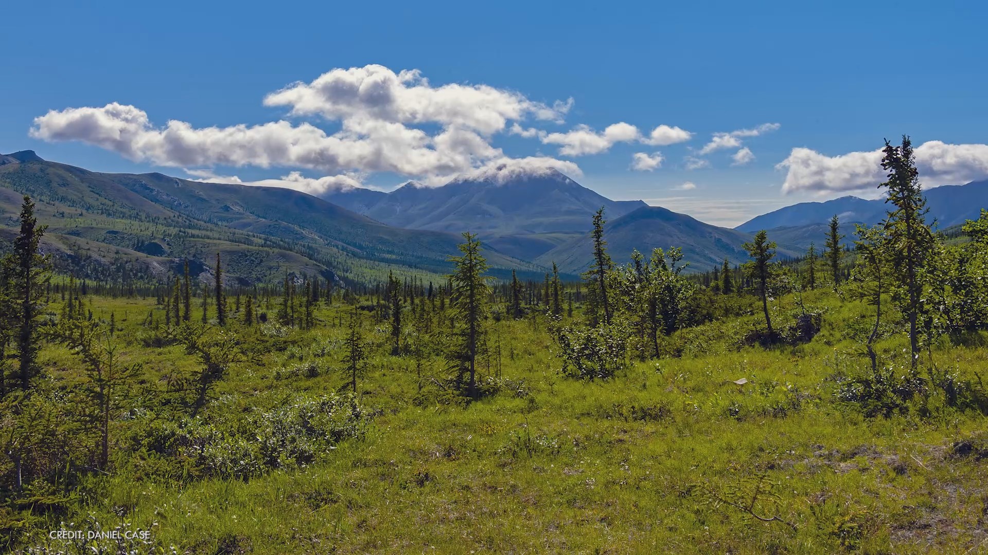 The Taiga Biome (7) – Geodiode